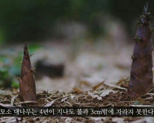 모소 대나무 이야기 네이버 블로그
