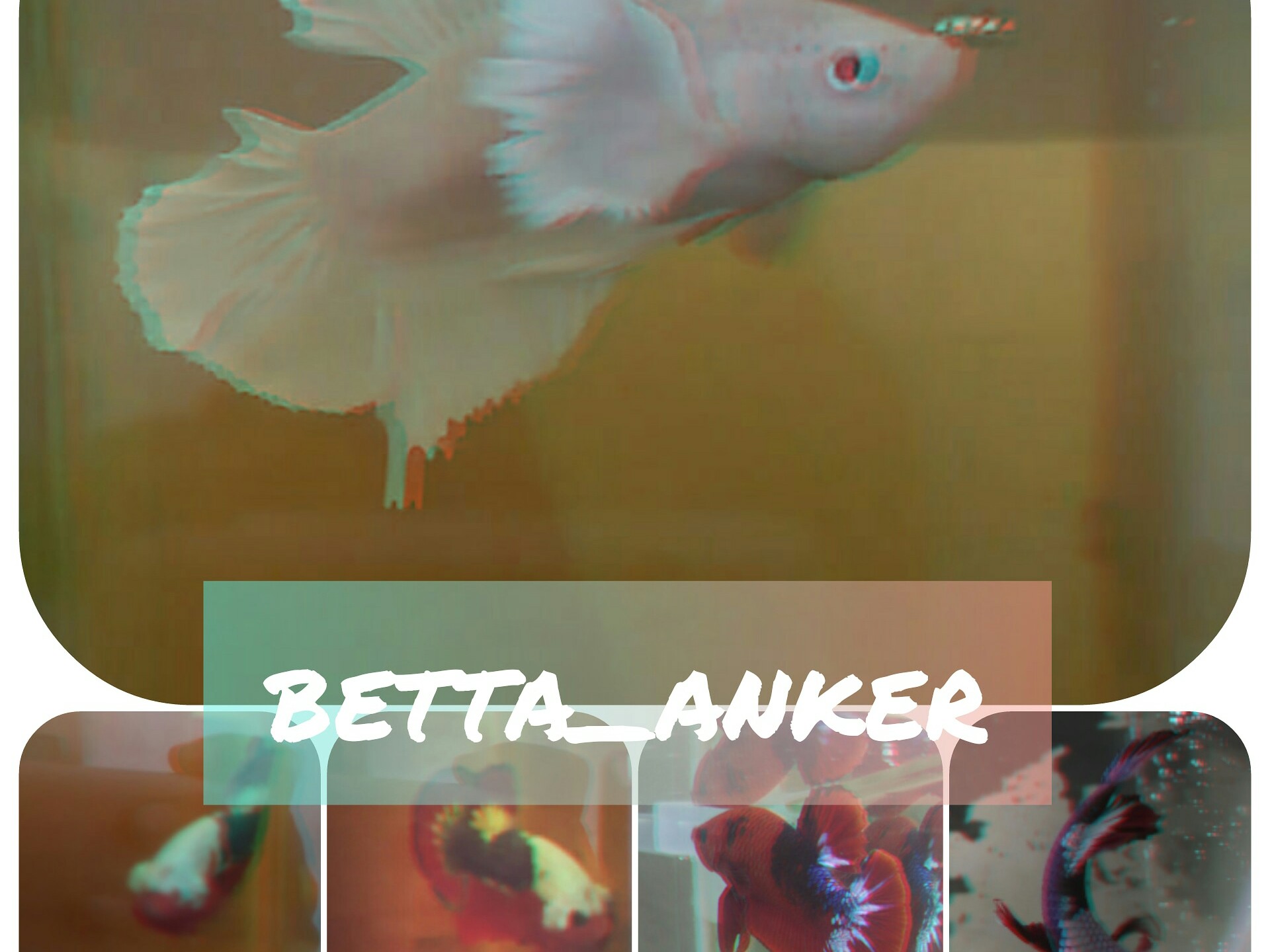 Betta Anker | BAND