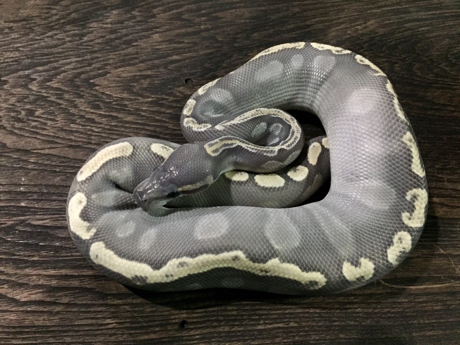 Bangkok Ball Python | BAND