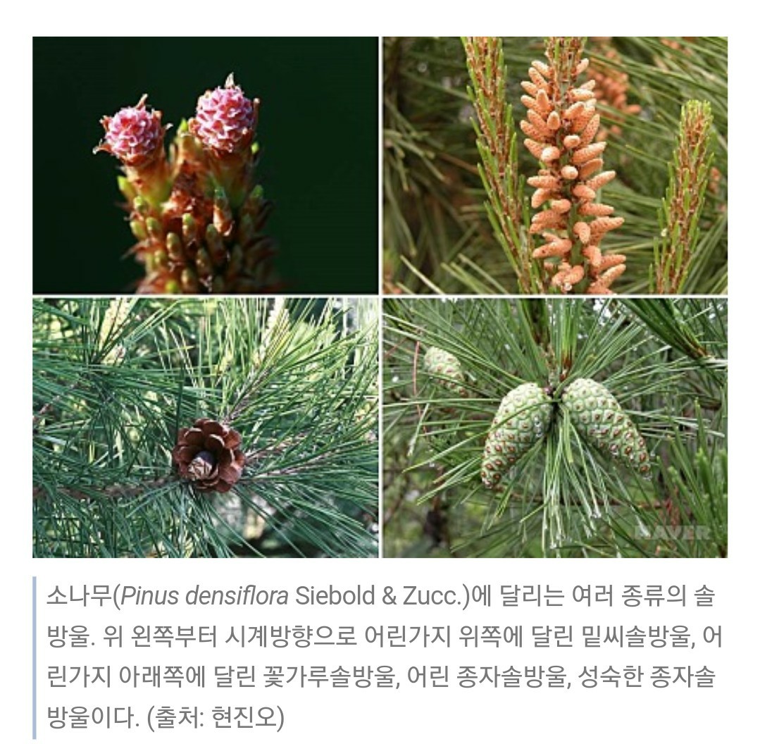 이 땅 나무와 풀이야기 Band