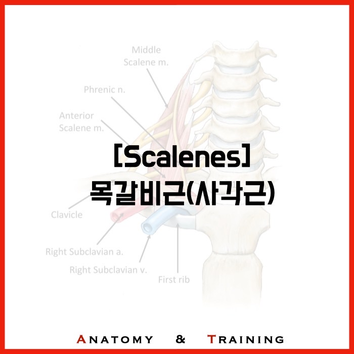 [목갈비근(사각근; Scalene)]-2 - RMT 4기 모집중 - 3.신경 재미있는 ... : 해부학과 건강 이야기 : BAND Page