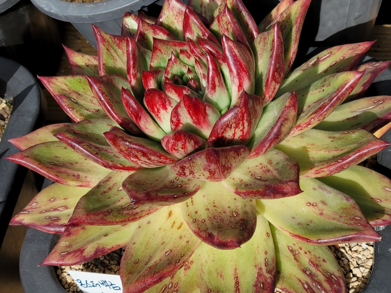 다육판매방 작은다육사랑 참고로 배송시 금손다육으로 배송됩니다 엑스프렌트에 등록이 금손다육으로 되어있어 송장이 금손다육으로 나옵니다 작은다육사랑다육이공부방