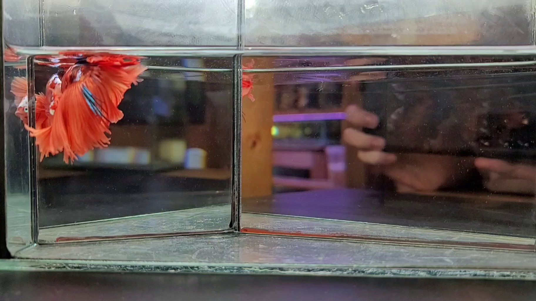 베타분양 캔디코이하프문 코랄코랄 캔디 코이 하프문 분양완료 언제나 인기가 많았던 캔디😎 캔디 친구들이 왔어용 딱 두마리 들 생생 아쿠아베타 고정구피