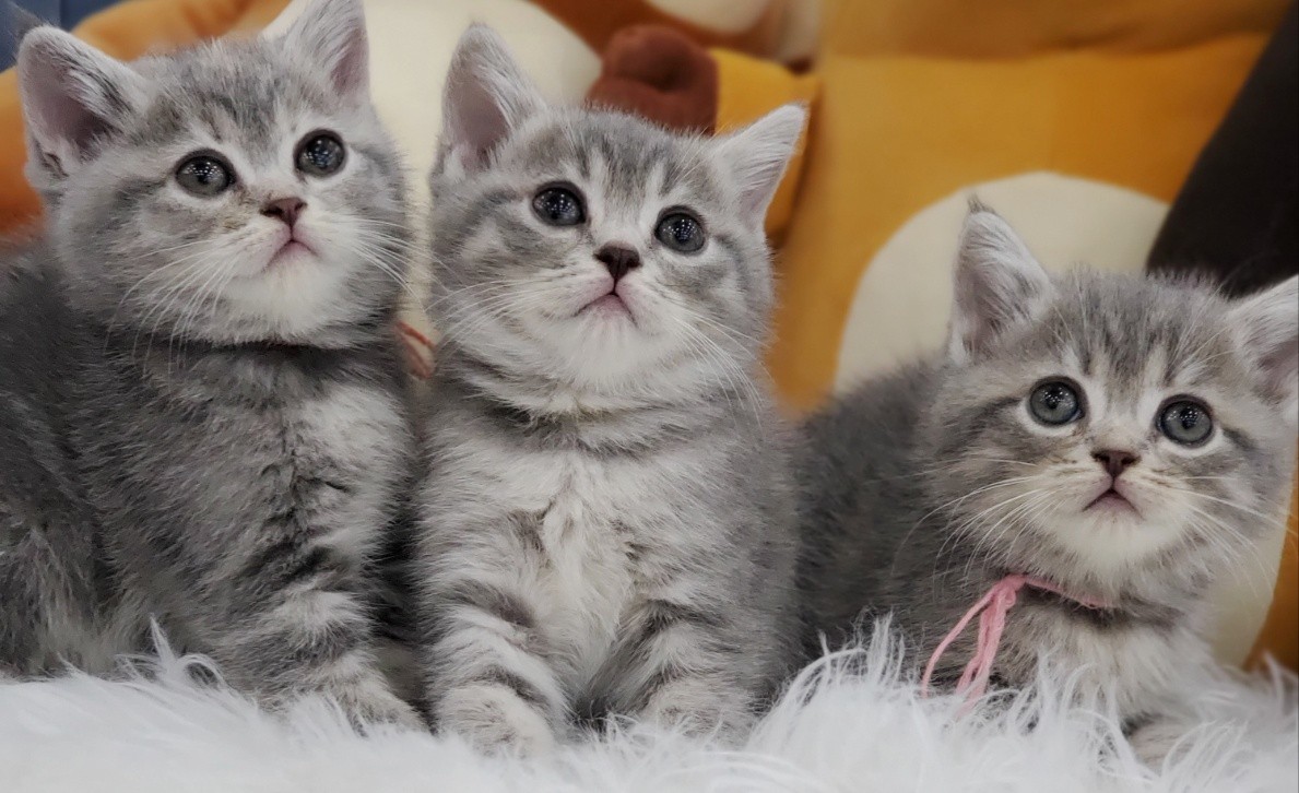고양이분양 브리티쉬숏헤어분양 가정묘분양 실버태비 가정묘 브리티쉬숏헤어 부모묘와 함께 생활중입니다 묘종브리티쉬숏헤어 나이 두달 성 수입묘전문 프리미엄1