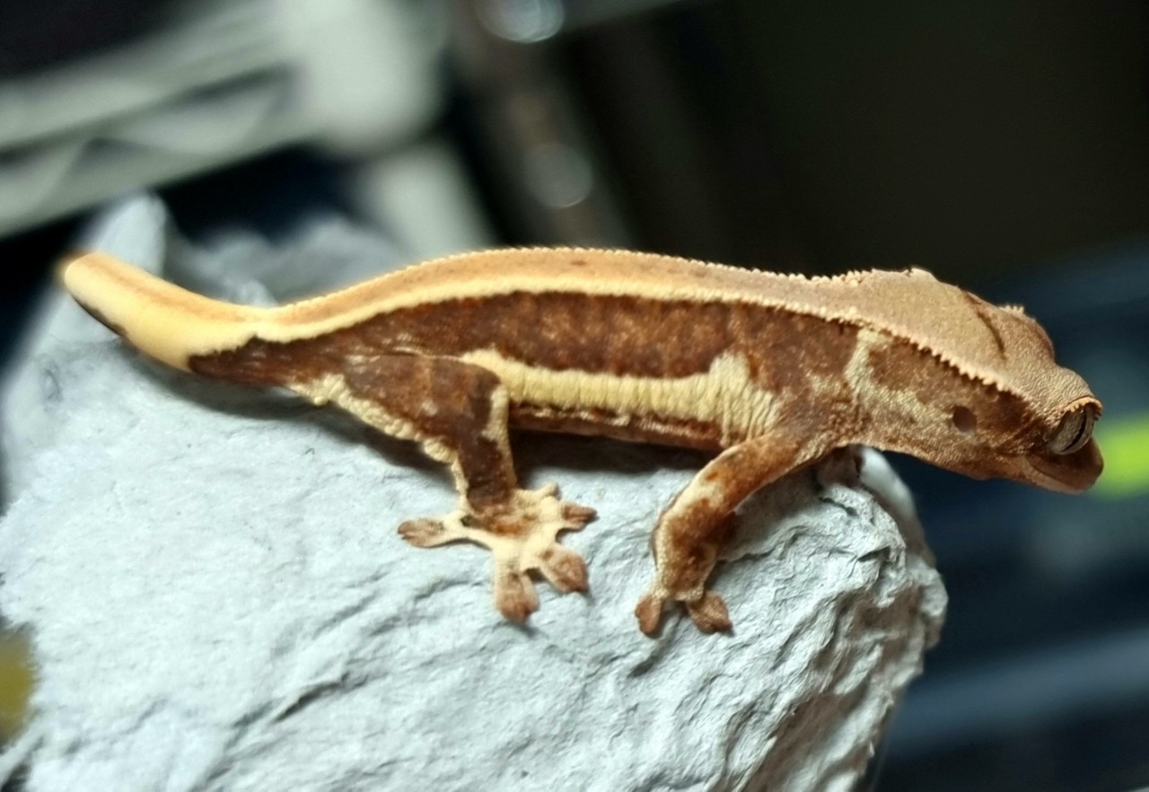 Team FLEX.G [팀플렉스.G] 크레스티드게코 경매방 | BAND