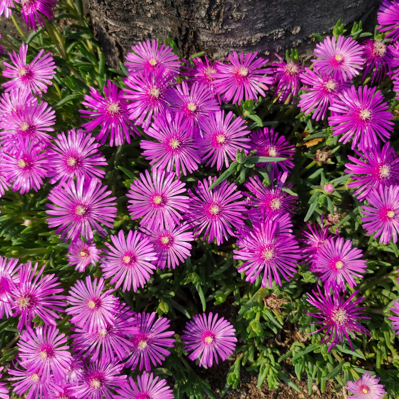 #172일차 어제가 부부의날이였는데, 따로국밥하고 골프치러갔어용.. 쫌 얄미운 짓을 해도 숙제는 또 잘해요. ㅡ오늘 같이 나가자 해서,그... : 속닥, 토닥♡ | BAND