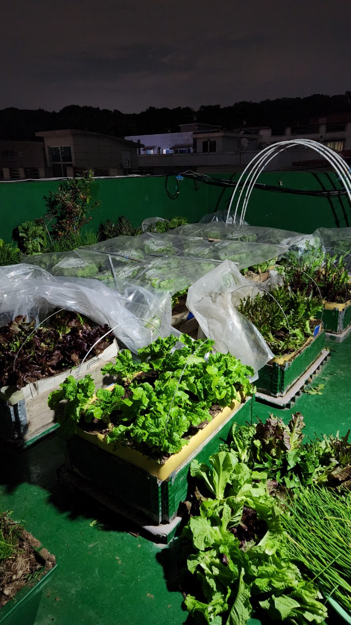옥상텃빝 요즘아침저넉으로 오도차이가 나서 쌈과 배추들 비닐 덮어주었어요 쌈은 오늘한소크리 따서 지인들과 나눔 쪽파도 살이재대로 붙어서 뽑 매일텃밭 Band