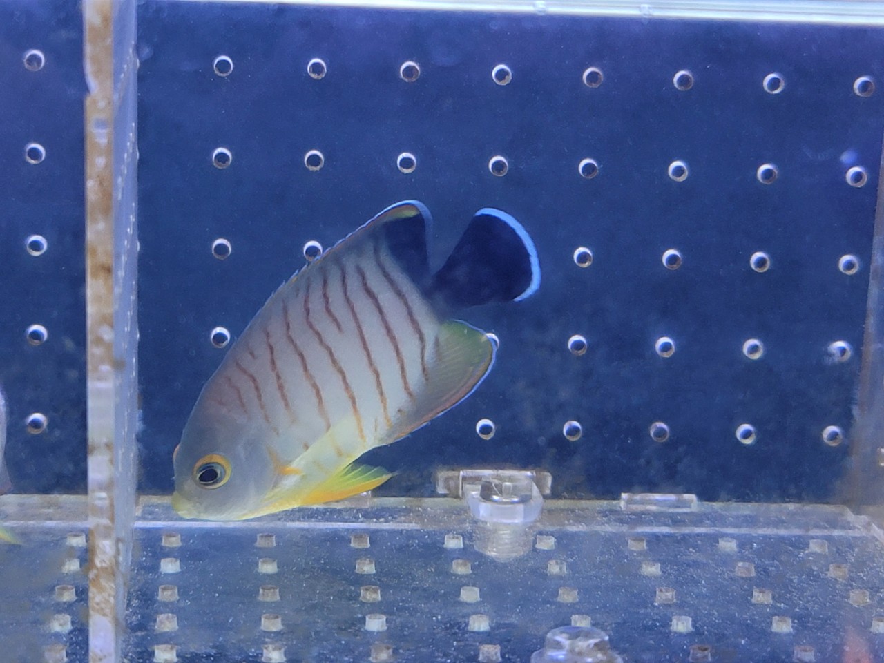 11月13 日 東主有喜 營業時間:1300~1900 現貨魚種🐠: 火焰狐。紅臉鬼王。德國雀。粉線狐。快閃雀。 黃龍。 七彩鸚鵡。紅頭鸚鵡。 海 有間水族have A Aqua