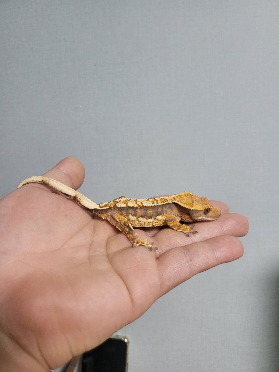 Team FLEX.G [팀플렉스.G] 크레스티드게코 경매방 | BAND