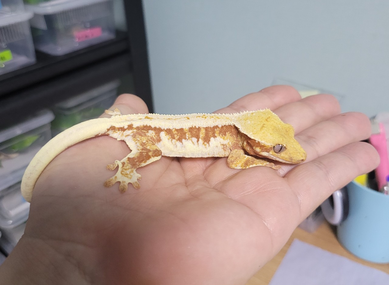 Team FLEX.G [팀플렉스.G] 크레스티드게코 경매방 | BAND