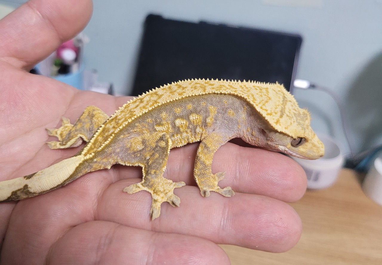 Team FLEX.G [팀플렉스.G] 크레스티드게코 경매방 | BAND