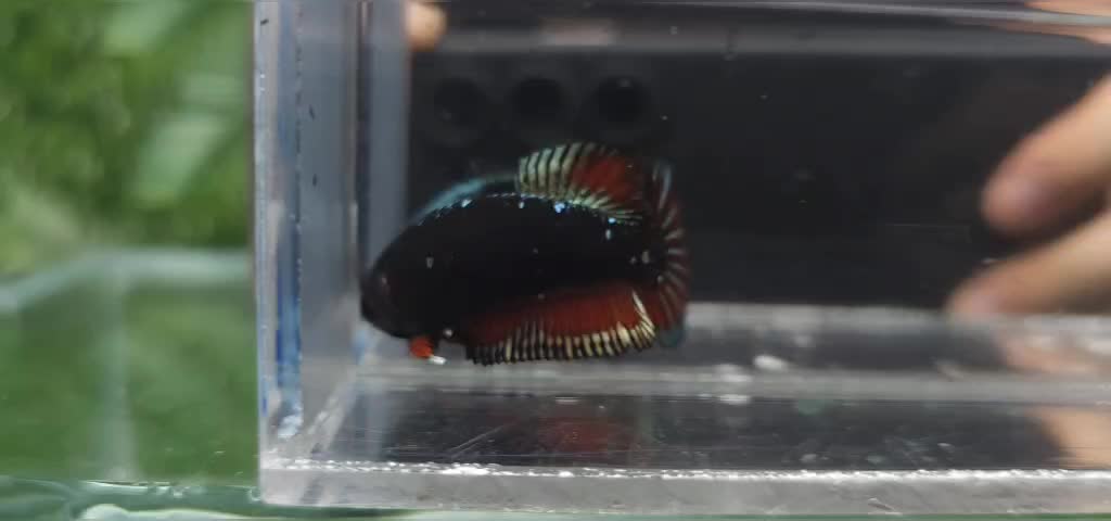 betta store베타스토어[베타,금붕어,구피,아쿠아스토어] | BAND