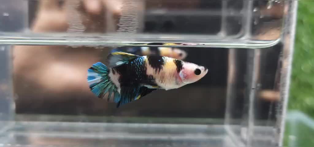 신상특집 업로드 경매! 12번 #hmpk 옐로 코퍼 코이 female 암컷♀️ from thailand🇹🇭 경매 시작가:8000 즉시... : betta store베타스토어 ...