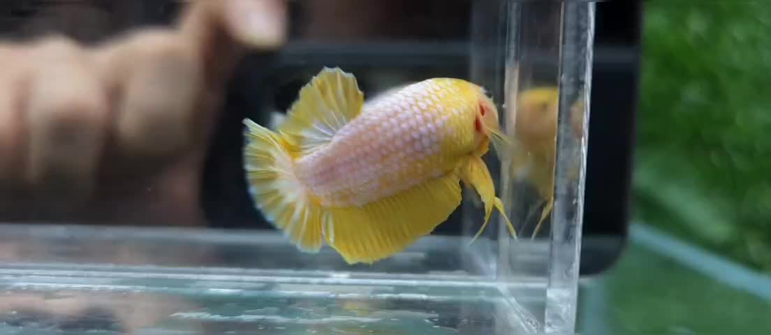 betta store베타스토어[베타,금붕어,구피,아쿠아스토어] | BAND