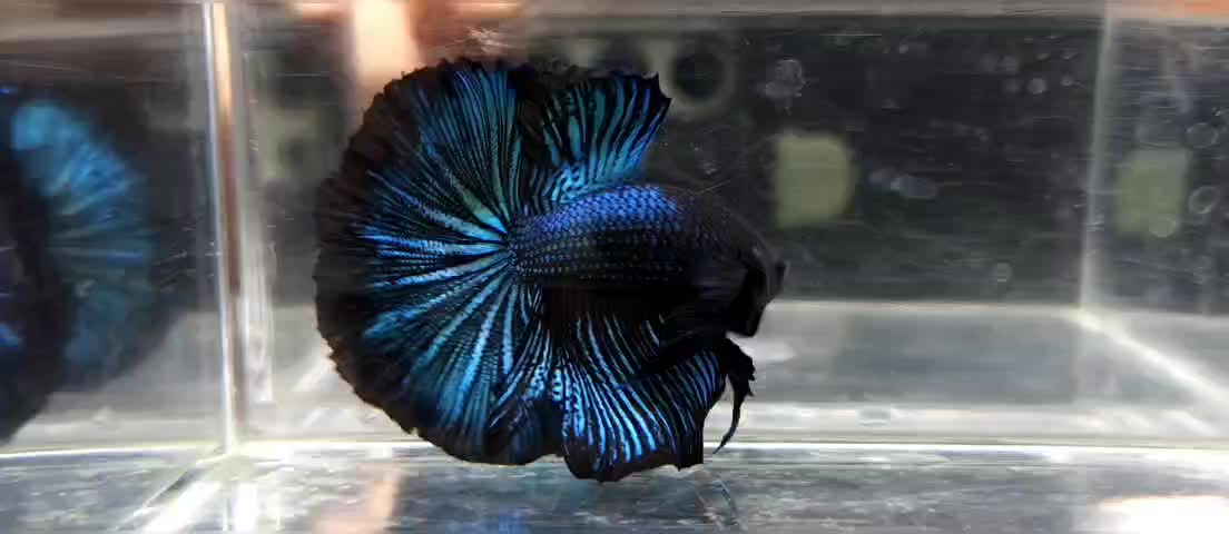 betta store베타스토어[베타,금붕어,구피,아쿠아스토어] | BAND