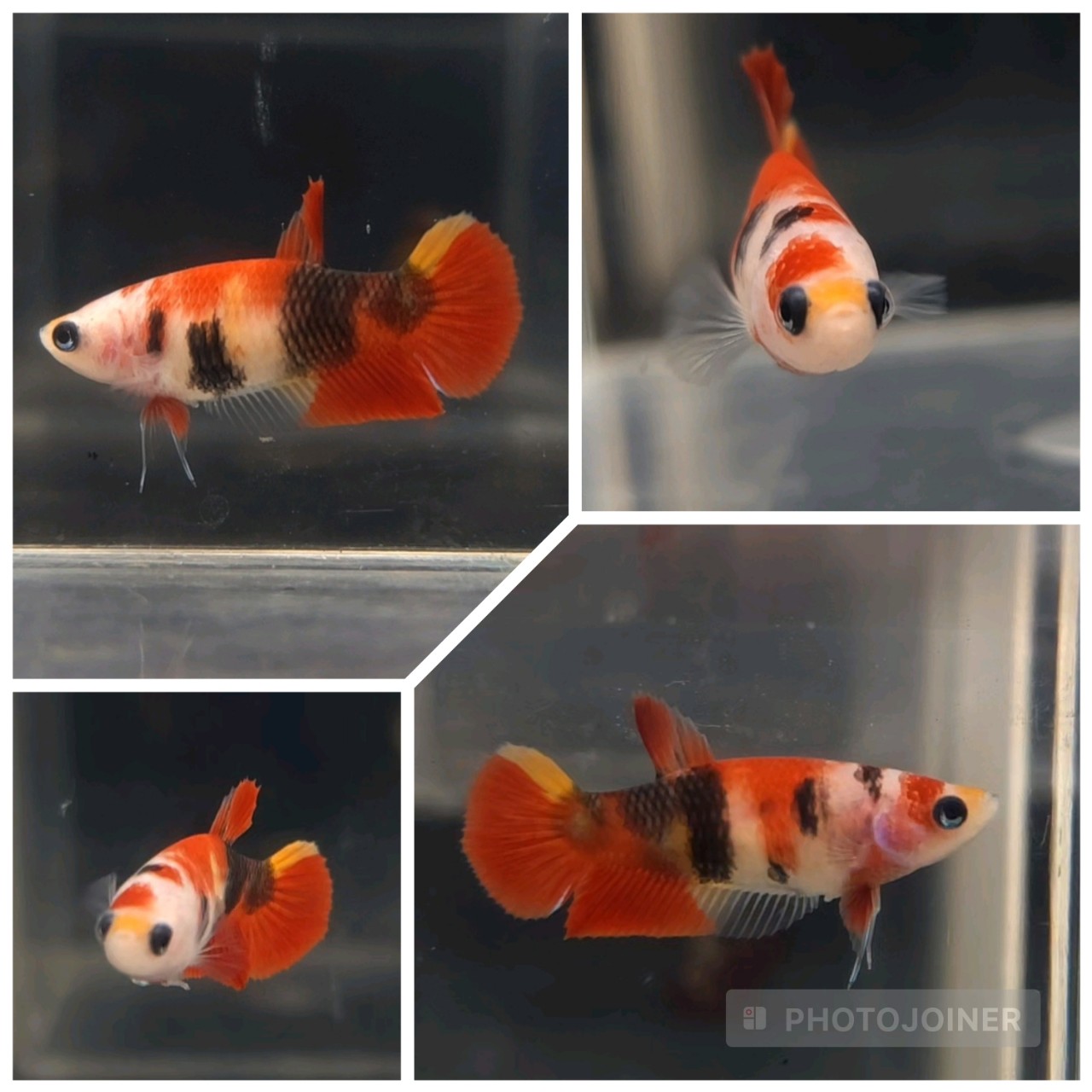 betta store베타스토어[베타,금붕어,구피,아쿠아스토어] | BAND