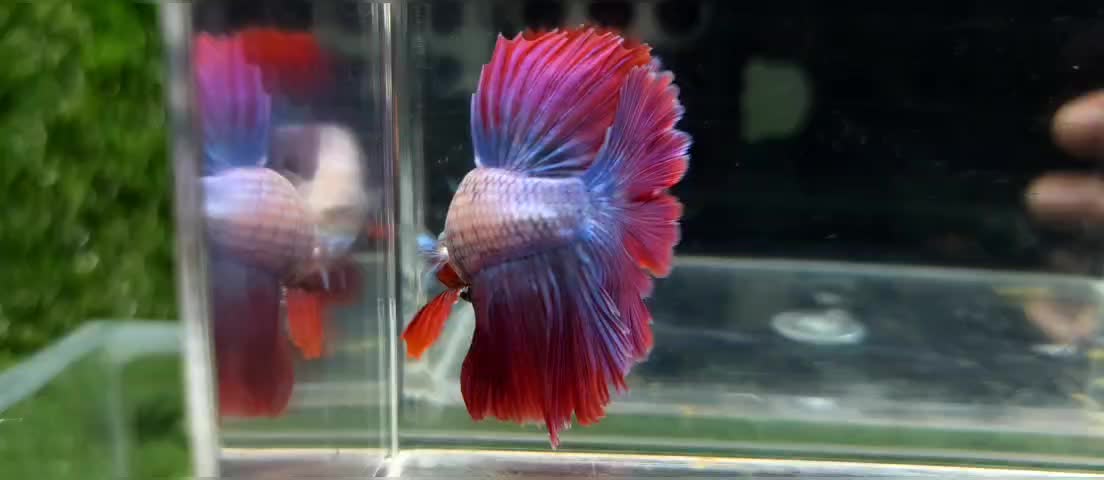 betta store[베타,금붕어,구피,아쿠아스토어] | BAND