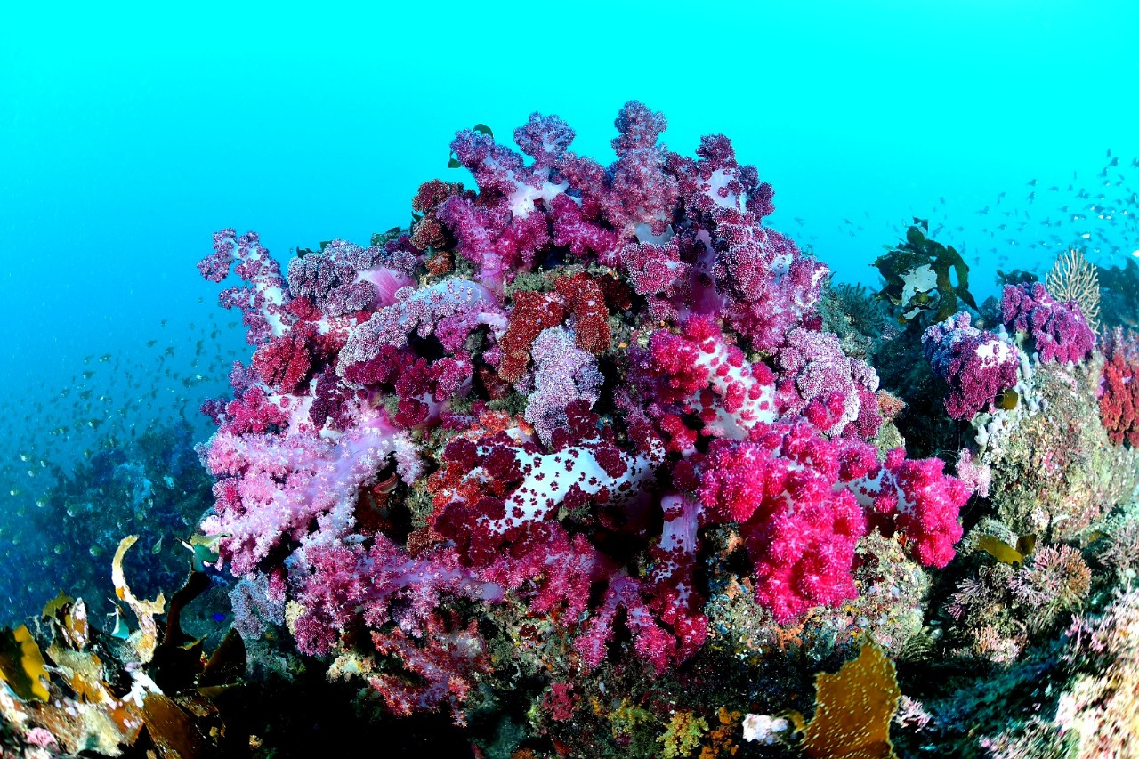 같은 사진 다른 느낌 물고기가 있는 것과 없늣 것은 확실히 차이가 있습니다 역시 물고기가 있어야 사진이 더 멋있네요 한줄로 움직이는 아름다운 바닷속 세상