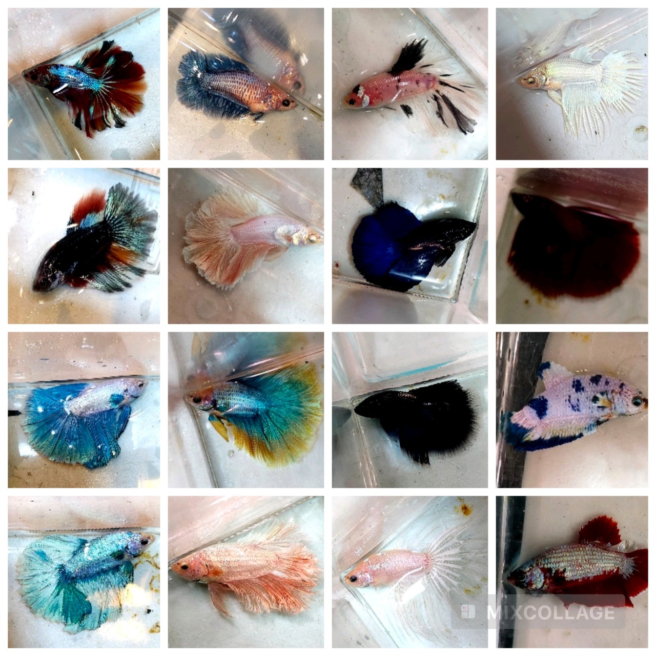 라이브 준비중... 10시 10분 커밍쑨~ : betta store베타스토어[베타,금붕어,구피,아쿠아스토어] | BAND