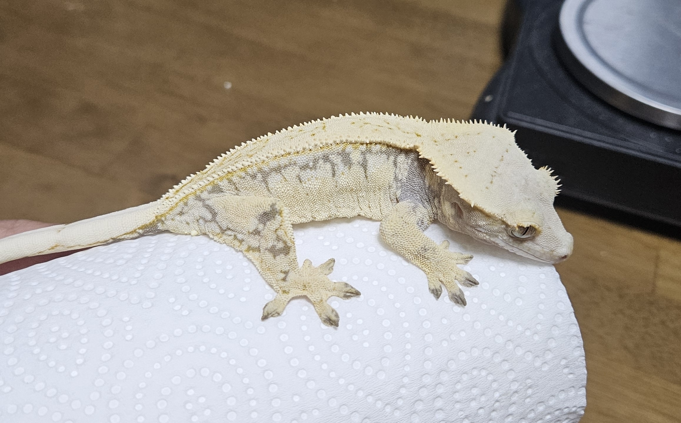 Team FLEX.G [팀플렉스.G] 크레스티드게코 경매방 | BAND