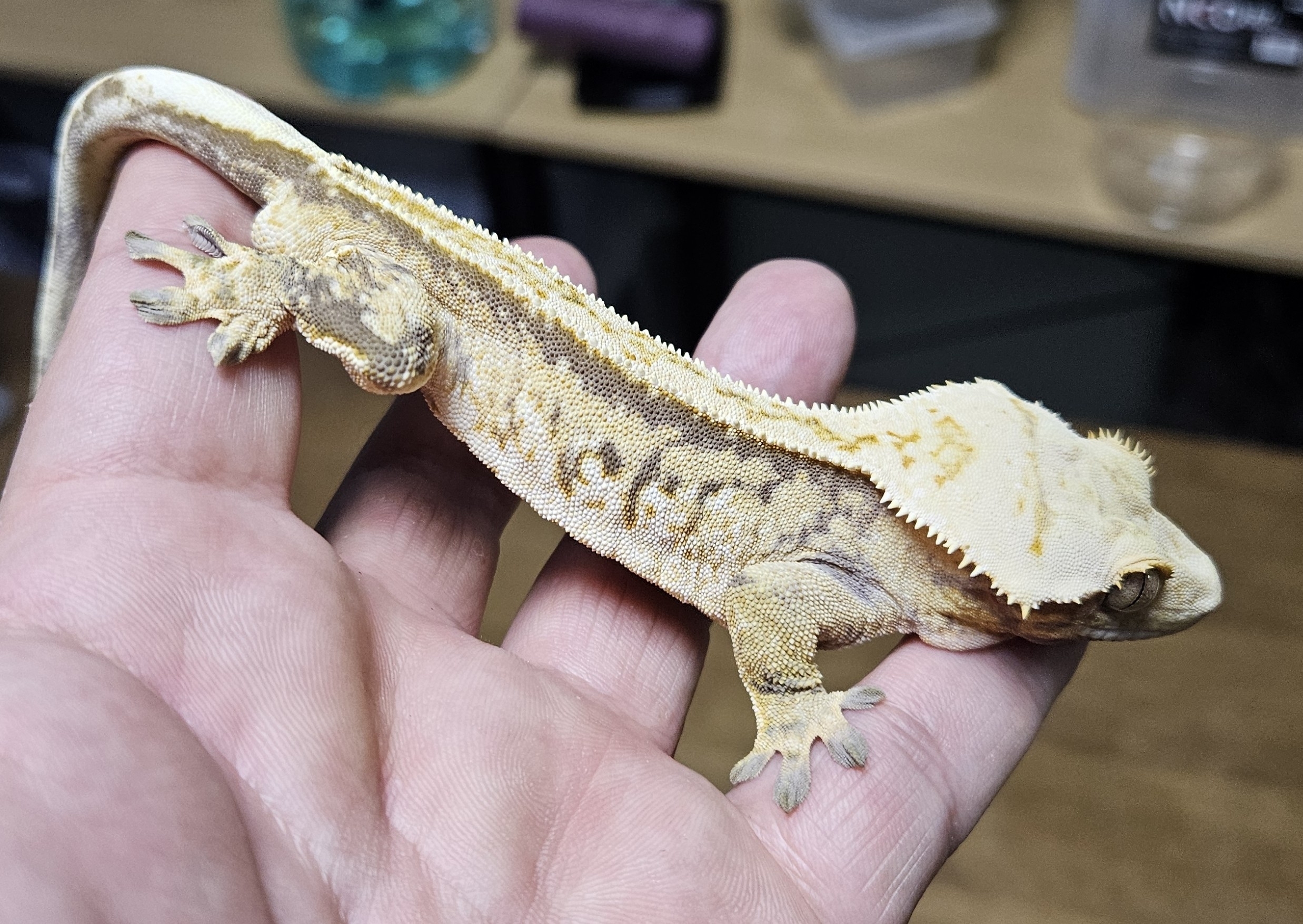 Team FLEX.G [팀플렉스.G] 크레스티드게코 경매방 | BAND