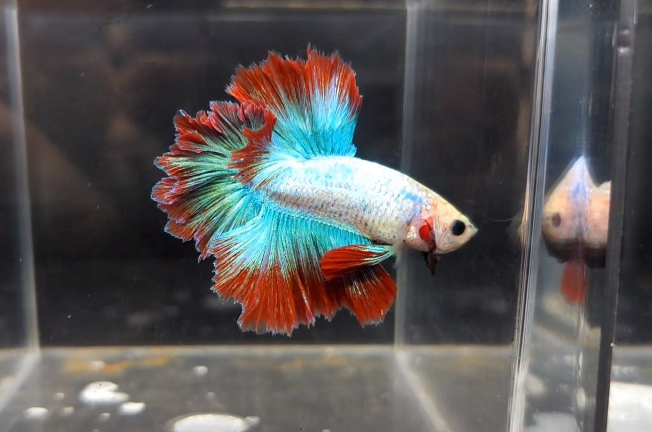 betta store베타스토어[베타,금붕어,구피,아쿠아스토어] | BAND