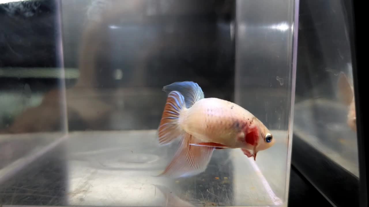 3번 #vt 핑크 아마겟돈 베일 #female 암컷♀️ 경매시작가:5,000원 즉시분양가:20,000원 from thailand🇹🇭 ... : betta store베타스토어 ...