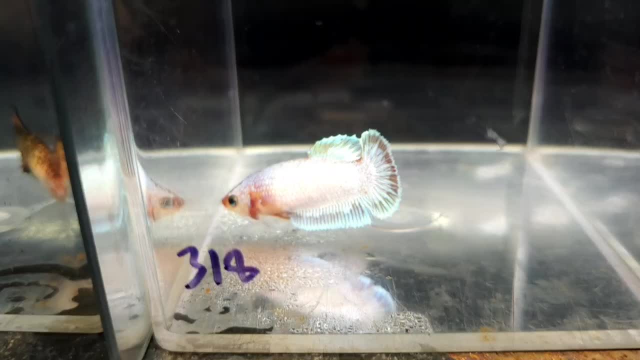 8번 #hmpk 오렌지 팬시 #female 암컷♀️ 경매시작가:5,000원 즉시분양가:20,000원 from thailand🇹🇭 07... : betta store베타스토어 ...