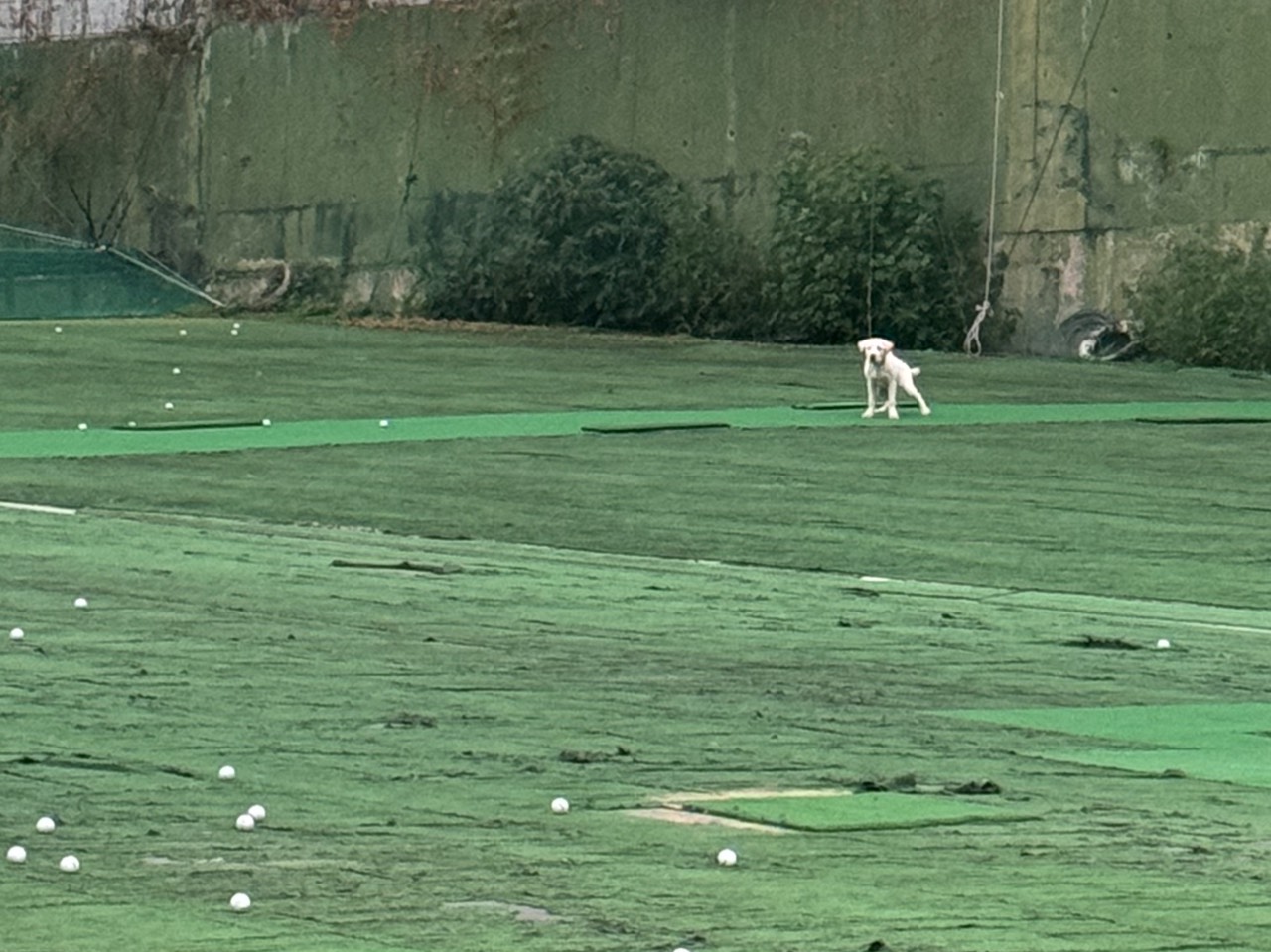 일산골프2030드가자 | BAND