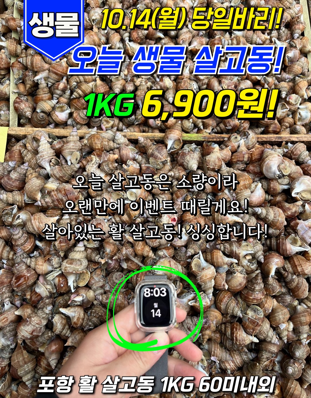 #오늘_활살고동1KG_6,900원!!ㅎㅎ #오늘_활!!살고동!!_선도최상급_절대놓치면안되요! #원산지표시_국산:포항(제가직접_선별하고_포... : 대흥수산 #홍게#연지홍게 ...