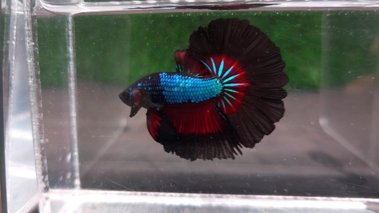 8시 30분 라이브 시작하겠습니다! 새로운 아이들 대거 출현!! 베타스토어 셀렉션을 같이 즐겨주세요!! : betta store베타스토어[베타,금붕어,구피,아쿠아스토어 ...