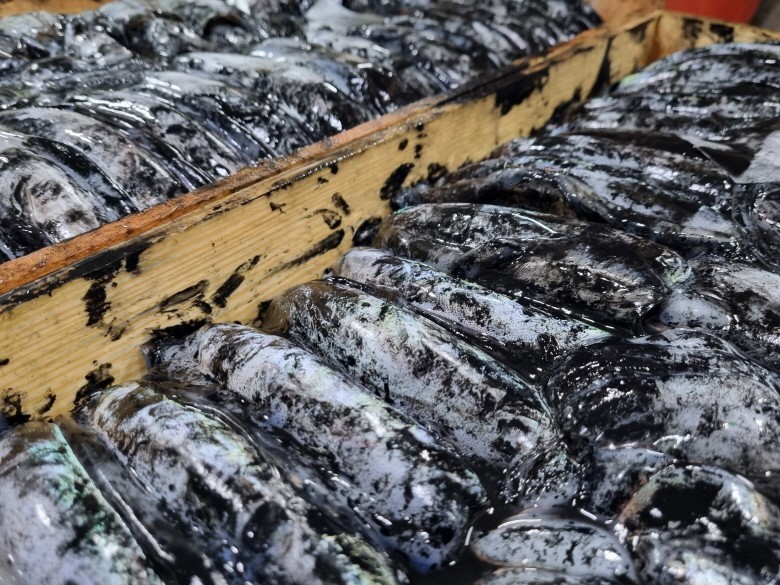 #국내산초대왕갑오징어 #1kg2-3미 #경매잭팟 1년 중 갑오징어가 가장 맛있는 시즌. 봄, 가을. 봄 오징어는 비싼데 큼지막한 맛에 먹... : 전국 마켓 | BAND