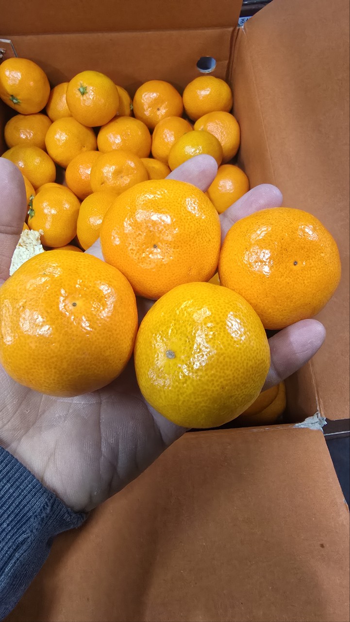 2/25 화요일 활기차게 ~ *****딸기.귤. 세일 합니다 ~~~~~ 귤 2s 1상자 3kg 28000 *최상급 딸기 3×4 1팩 70... : 늘푸른야채.과일 | BAND