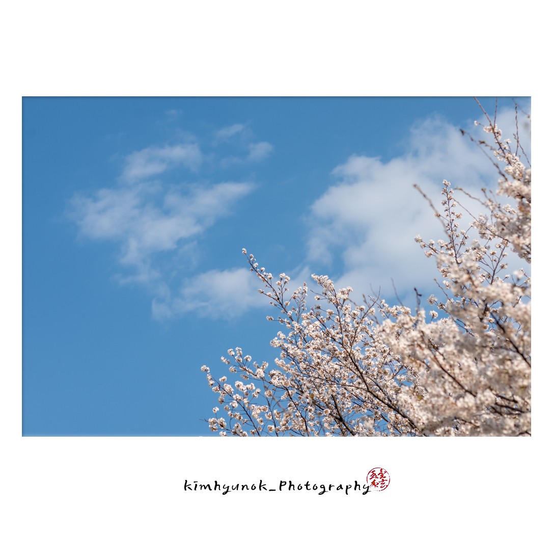 2025_4_1_대구 달성군 논공읍 벚꽃 #풍경사진 #벚꽃 #꽃사진 : 하루에사진한장 | BAND