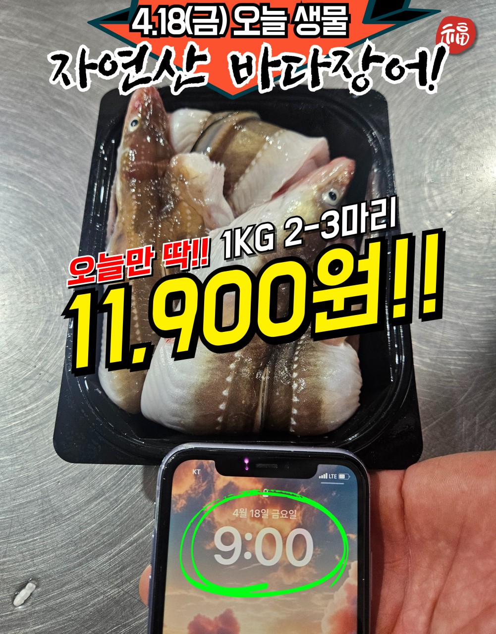 #자연산_바다장어_오랜만에_칼질했습니다!!1kg2-3미11,900원 #바다장어_자연산_원산지표시_국산:남해(통영)!! 오늘 진짜 오랜만에... : 선장과아들수산(홍게.대게 ...