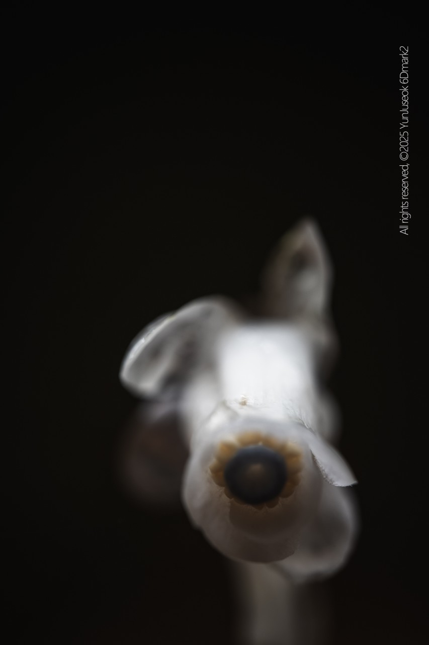 나도수정체 (외계인) & 소나무 씨앗 발아 자연의 그 신비로움과 경의로움! - 통도사에서 - 2025-05-06 https://youtu... : 윤주석 사진이야기 ...