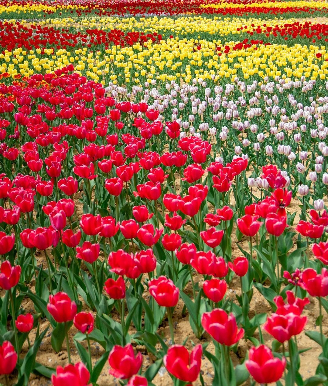 ‘충남으로 떠나는 레트로 낭만열차’ 5월17일(토), 5월30일(금) https://youtu.b... : 대한민국 기차여행 | BAND