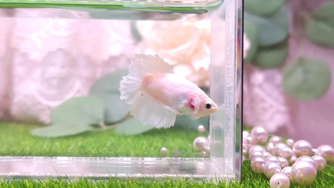 NO.7 #female 암컷♀️플래티늄 화이트 페더😍 🤍경매시작가:5,000원 🤍즉시분양가:25.000원 from thailand... : betta store베타스토어 ...